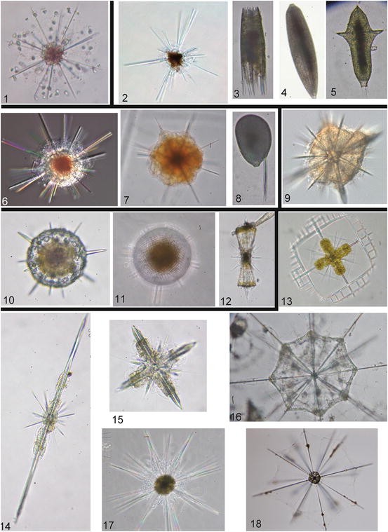 Biology and Ecology of Radiolaria | SpringerLink