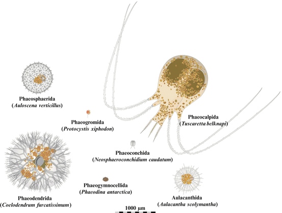 Phaeodaria: Diverse Marine Cercozoans of World-Wide Distribution ...