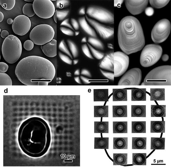 Crystalline Structure in Starch | SpringerLink