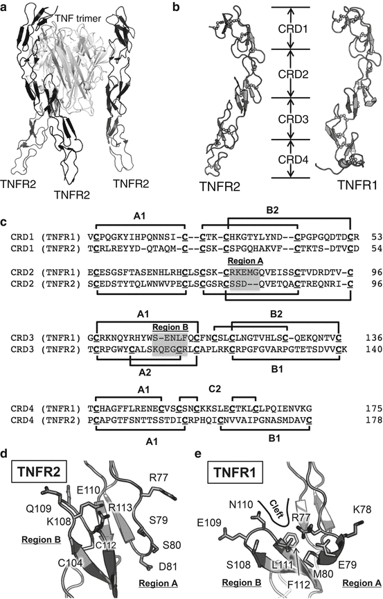 Structural Basis for Signal Initiation by TNF and TNFR | SpringerLink