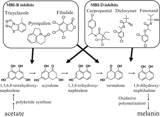 Melanin Biosynthesis Inhibitors | SpringerLink