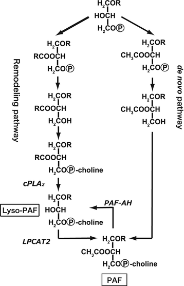 Platelet-Activating Factor (PAF) in Infectious Diseases | SpringerLink