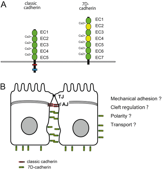 Various Atypical Cadherins: T-Cadherin, RET, Calsyntenin, and 7D ...
