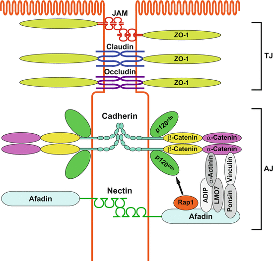 Cooperative Roles of Nectins with Cadherins in Physiological and ...