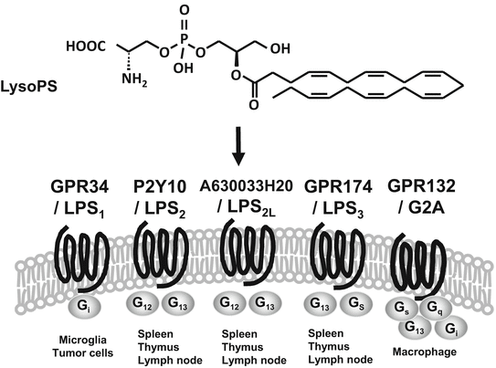 Lysophosphatidylserine as an Inflammatory Mediator | SpringerLink