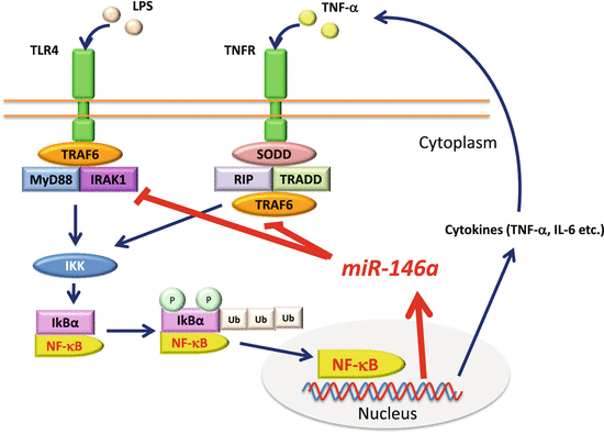MicroRNAs in Chronic Inflammation | SpringerLink