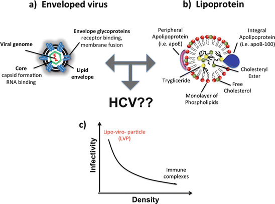 The Structure of HCV | SpringerLink