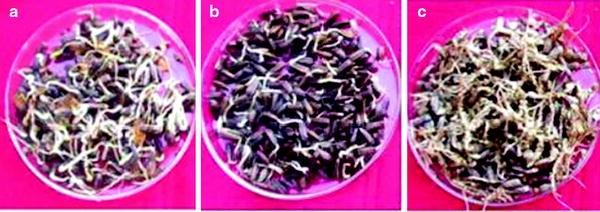 Bio-priming of Seeds | SpringerLink