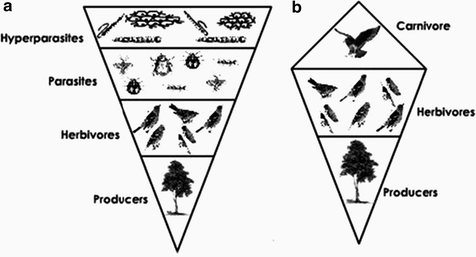 Biomass Production in Food Chain and Its Role at Trophic Levels ...