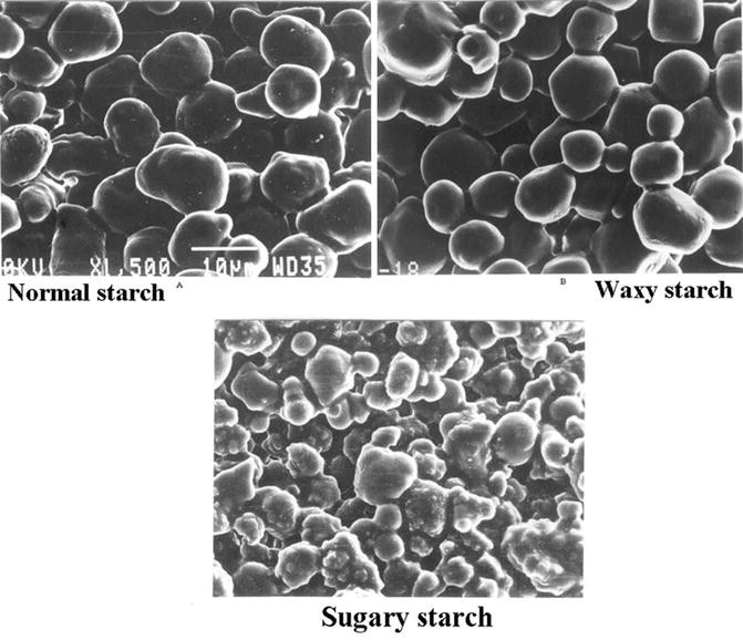 Maize: Grain Structure, Composition, Milling, and Starch ...