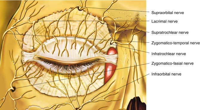 Eyelid Anatomy | SpringerLink