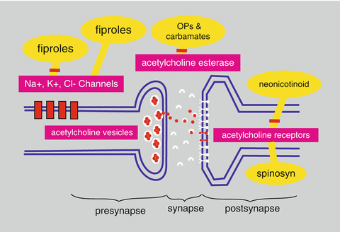 Mode of Action of Plant-Derived Natural Insecticides | SpringerLink