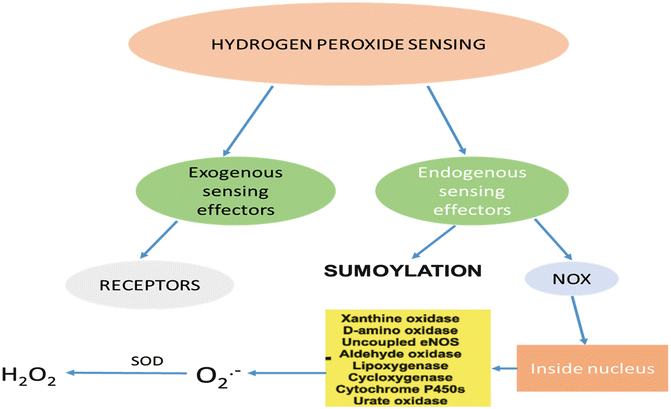 Hydrogen Peroxide Sensing and Signaling | SpringerLink