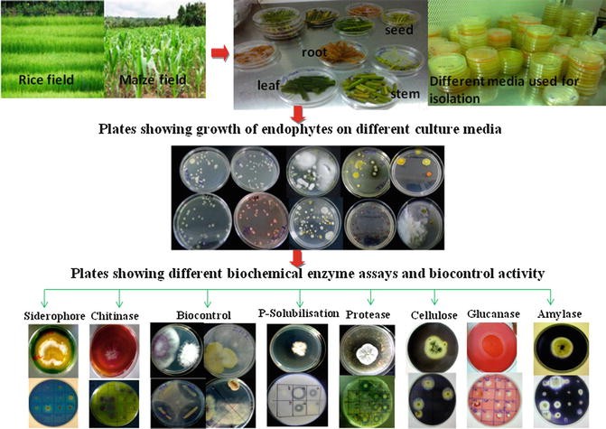 Plant-Endophyte Interaction and Its Unrelenting Contribution Towards ...