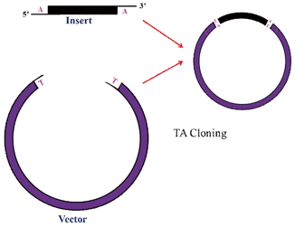 Cloning and Transformation | SpringerLink