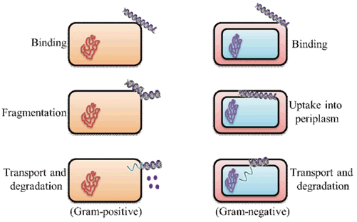 Cloning and Transformation | SpringerLink