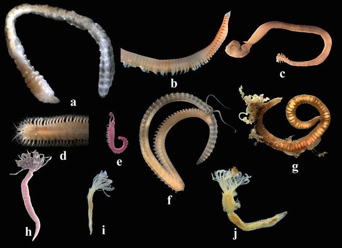 Diversity and Distribution of Polychaetes (Annelida: Polychaeta) Along ...
