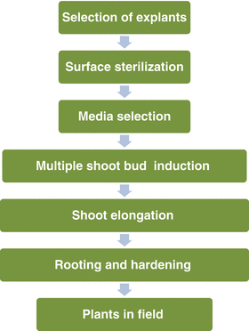 Micropropagation of Plants | SpringerLink