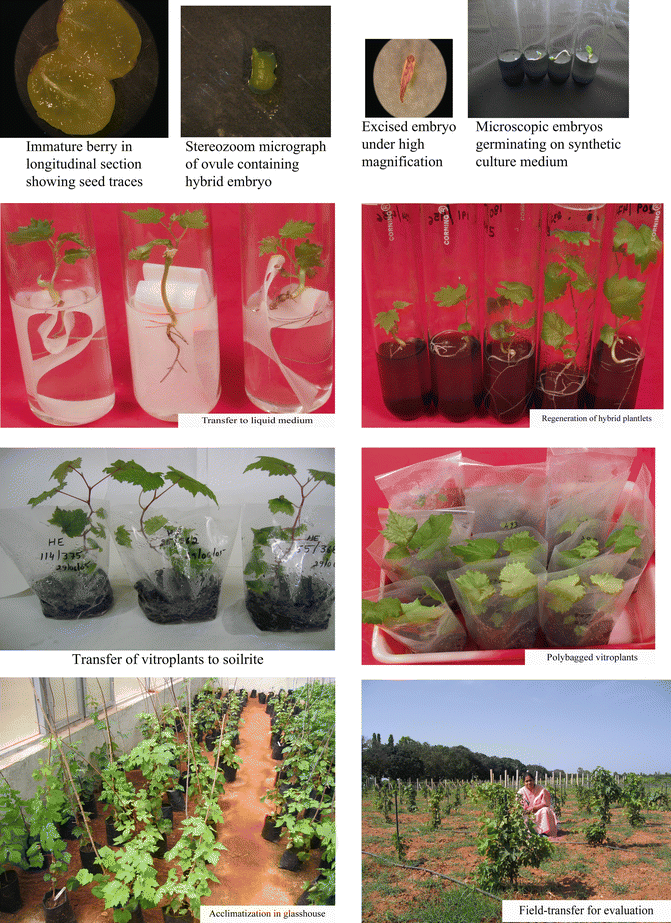Hybrid Embryo Rescue in Crop Improvement | SpringerLink