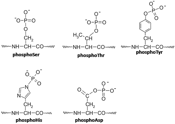 Protein Post-translational Modifications: Role in Protein Structure ...