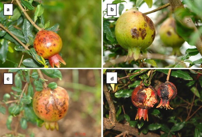 Recent Developments in Bacterial Blight of Pomegranate and Its ...