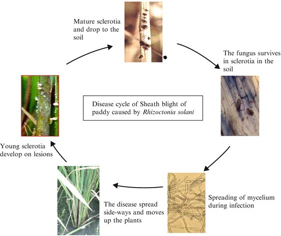 Sheath Blight Disease of Paddy and Their Management | SpringerLink