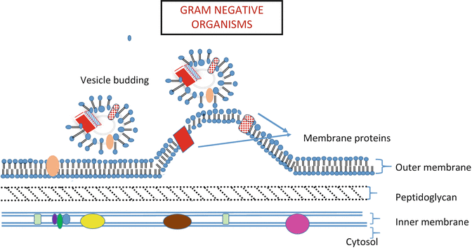 Microbial Vesicles: From Ecosystem to Diseases | SpringerLink