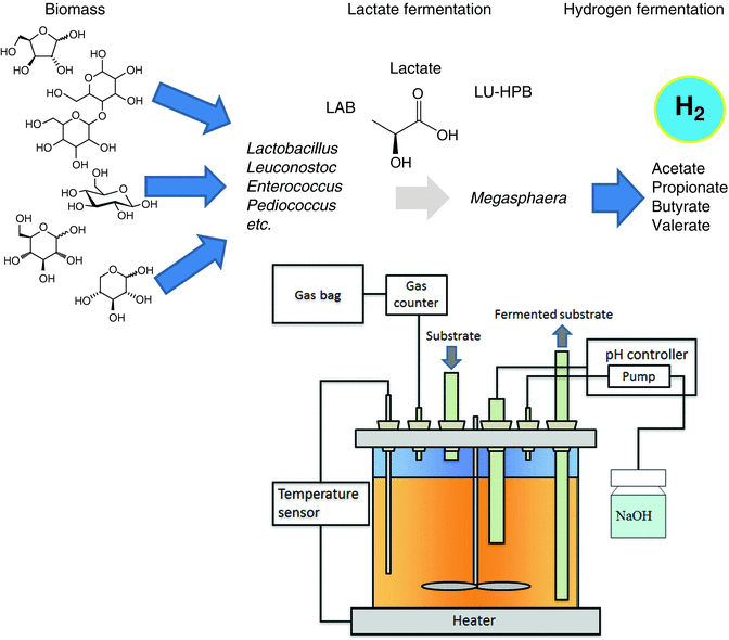 Megasphaera as Lactate-Utilizing Hydrogen-Producing Bacteria | SpringerLink