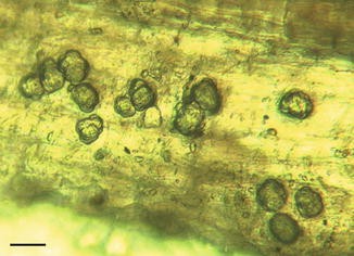 Formulation of Pochonia chlamydosporia for Plant and Nematode ...