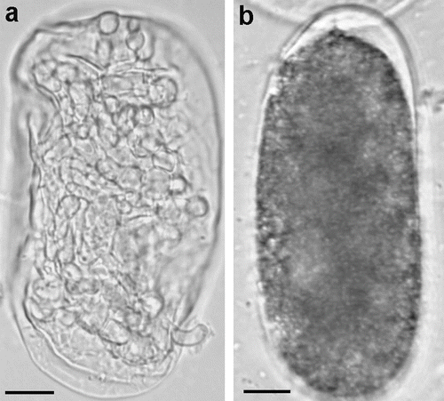 Formulation of Pochonia chlamydosporia for Plant and Nematode ...