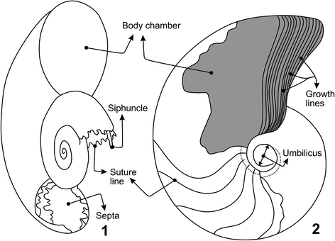 Cephalopods | SpringerLink