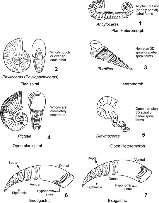 Cephalopods | SpringerLink