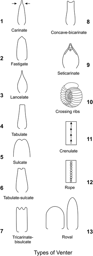 Cephalopods | SpringerLink