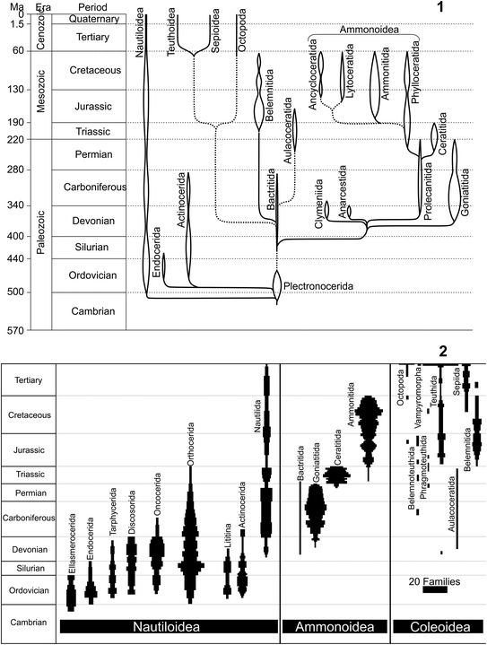 Cephalopods | SpringerLink
