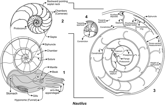 Cephalopods | SpringerLink