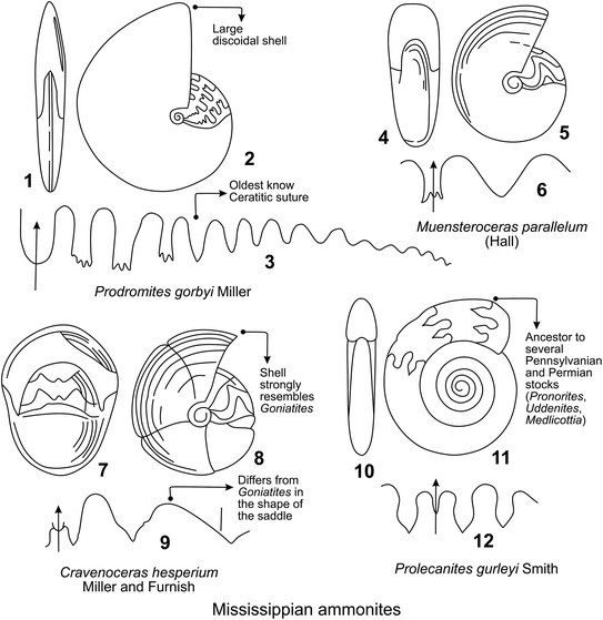 Cephalopods | SpringerLink
