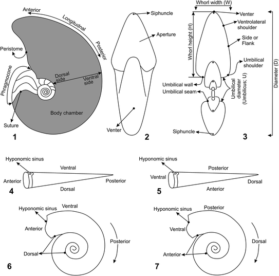 Cephalopods | SpringerLink