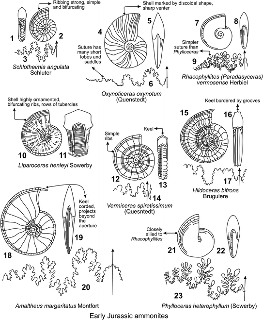 Cephalopods | SpringerLink