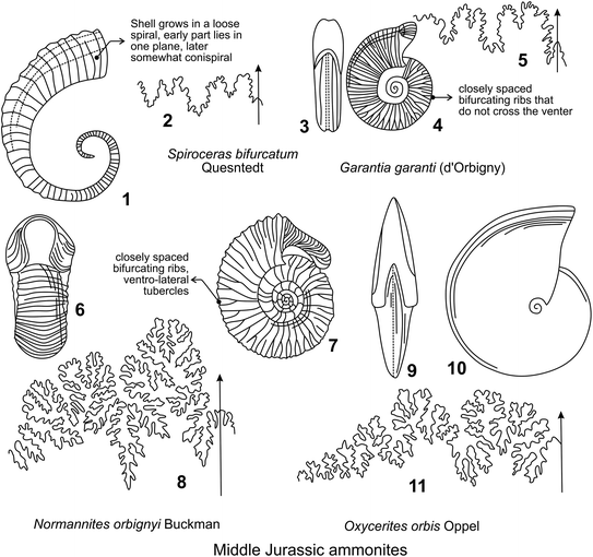 Cephalopods | SpringerLink