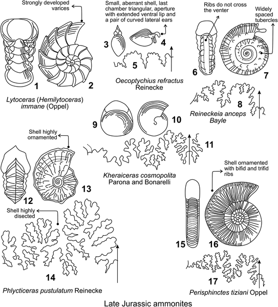 Cephalopods | SpringerLink