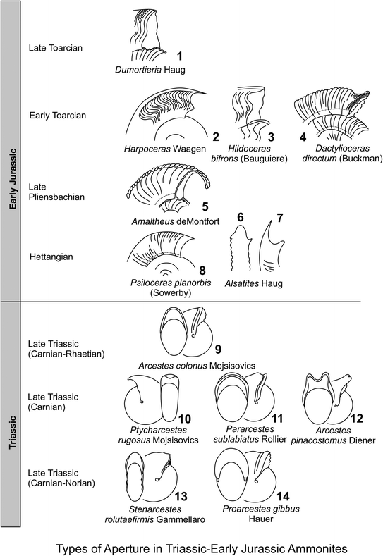 Cephalopods | SpringerLink