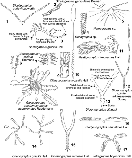 Graptolites | SpringerLink