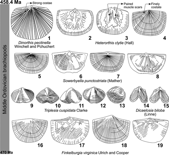 Brachiopods | SpringerLink