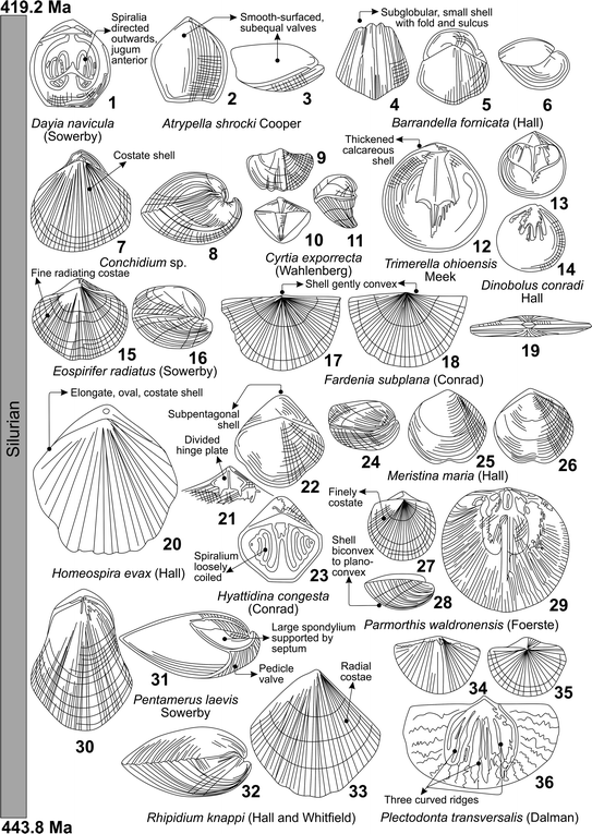 Brachiopods | SpringerLink