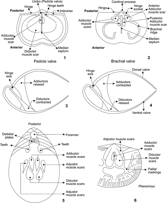 Brachiopods | SpringerLink