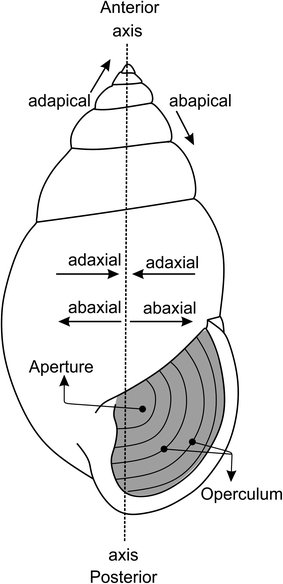 Class Gastropoda | SpringerLink