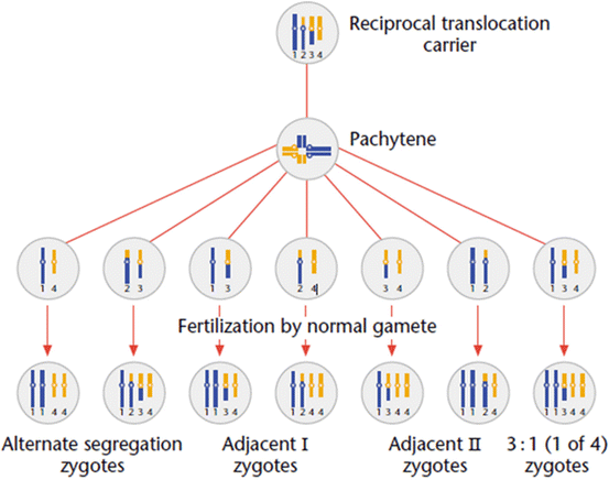 Structural Changes in Chromosomes | SpringerLink