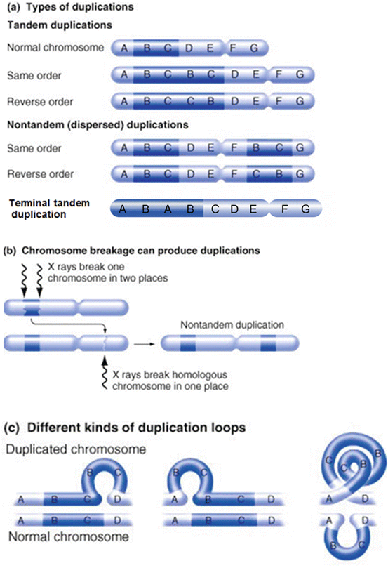 Structural Changes in Chromosomes | SpringerLink