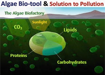 Third-Generation Biofuel: Algal Biofuels as a Sustainable Energy Source ...