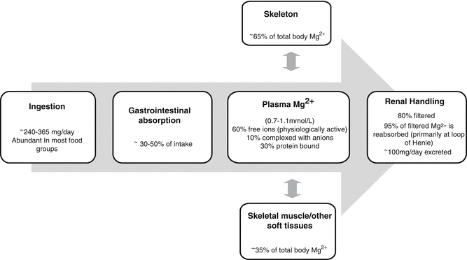 Role of Magnesium in Parathyroid Physiology | SpringerLink